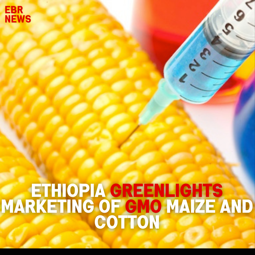 Ethiopia Greenlights Marketing of Genetically Modified Maize and Cotton ...
